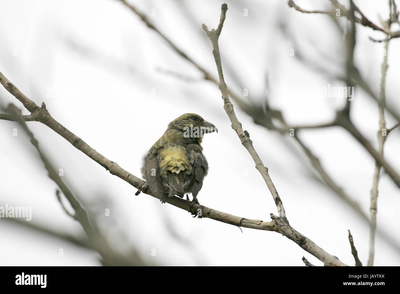Col finch hi-res stock photography and images - Alamy