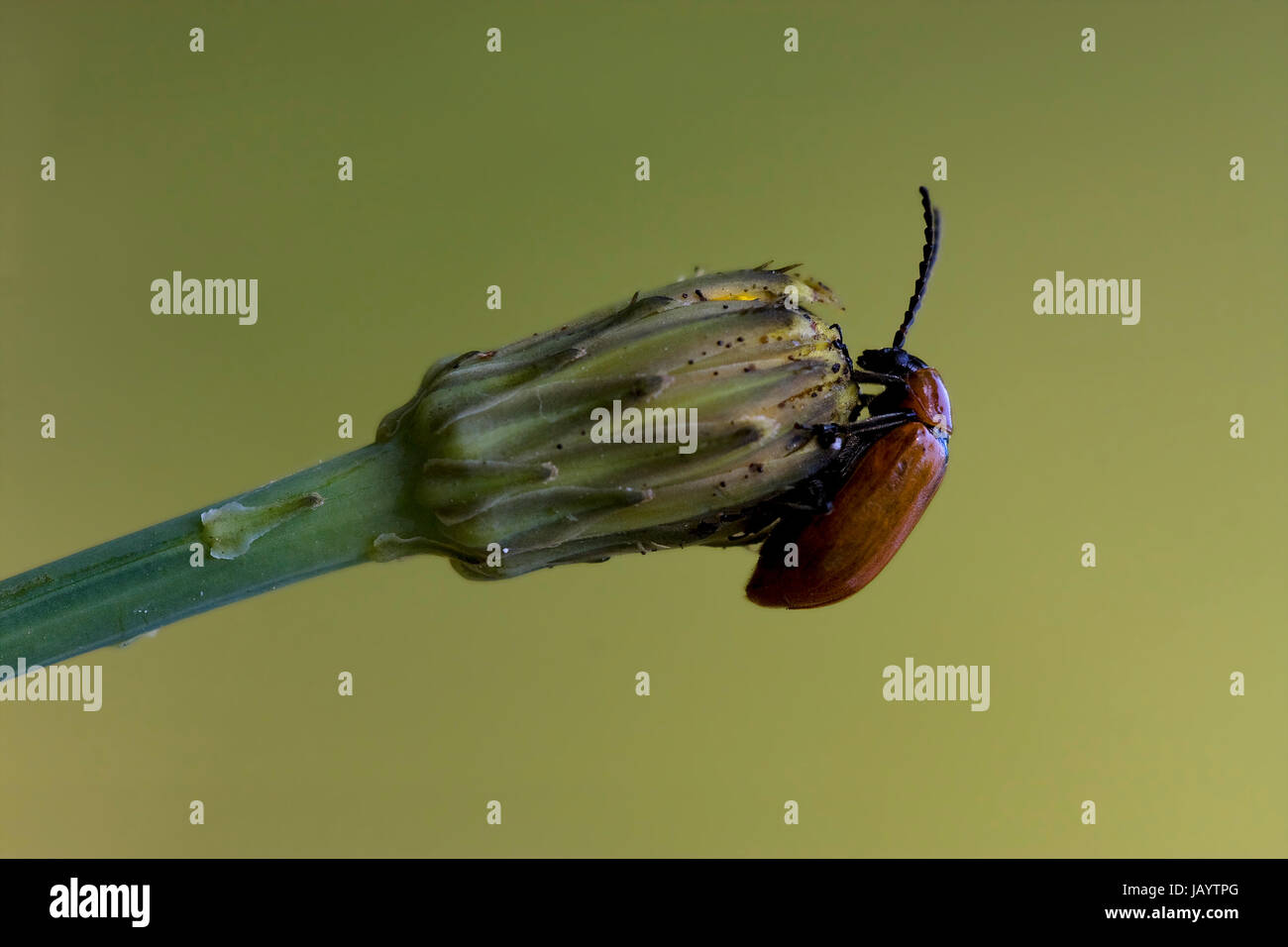 Silpha americana hi-res stock photography and images - Alamy