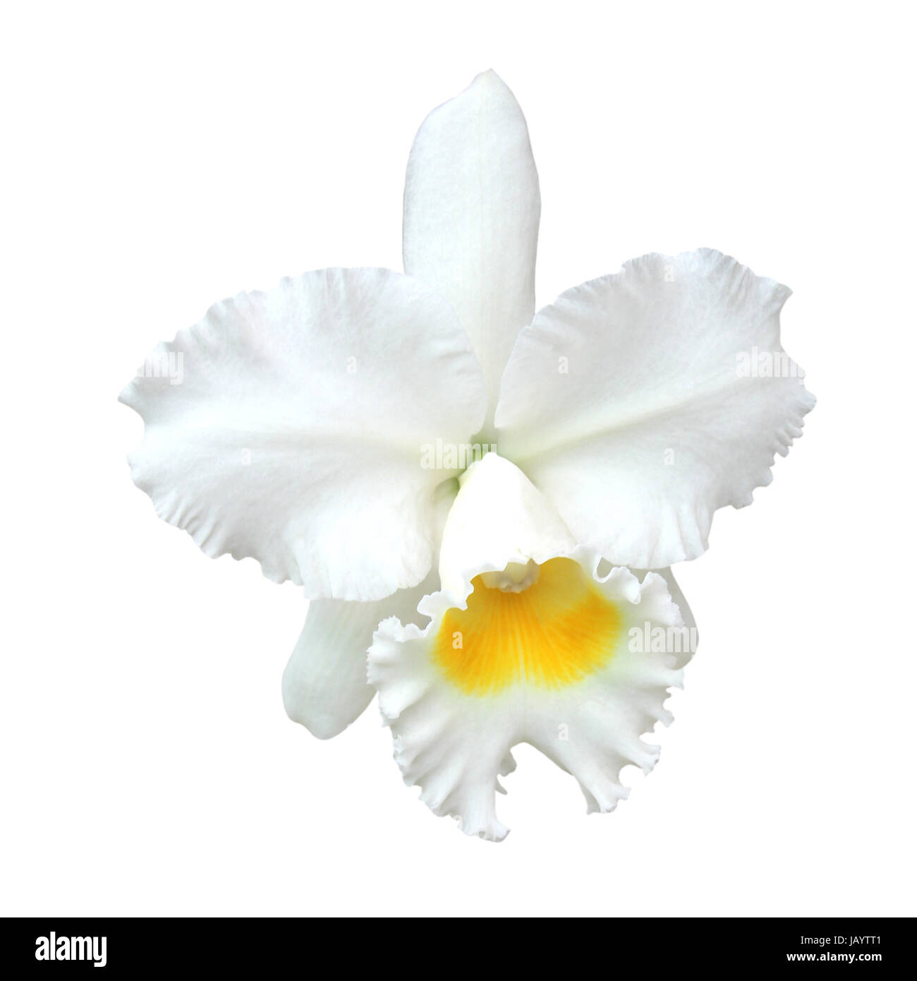 White Cattleya orchid isolated on white background Stock Photo - Alamy