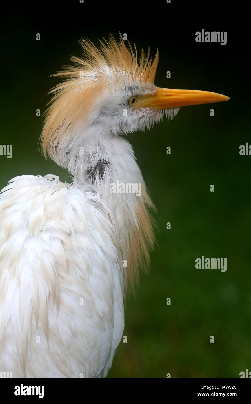 White egret bird with crest feathers looking like a bad hair do Stock ...