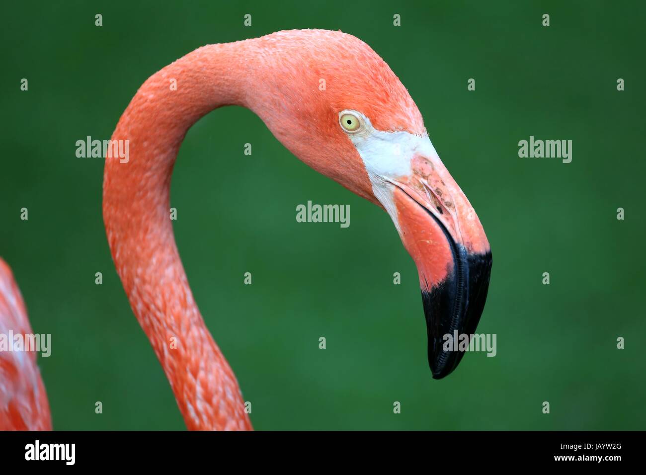 Graceful Pink Flamingo with a big beak Stock Photo - Alamy