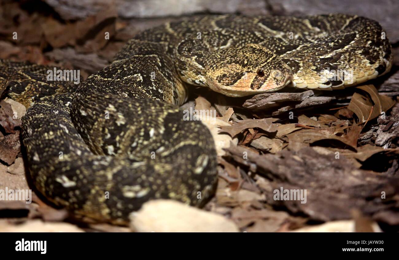 Puffadder Snake lying amongst leaves on the forest floor Stock Photo ...