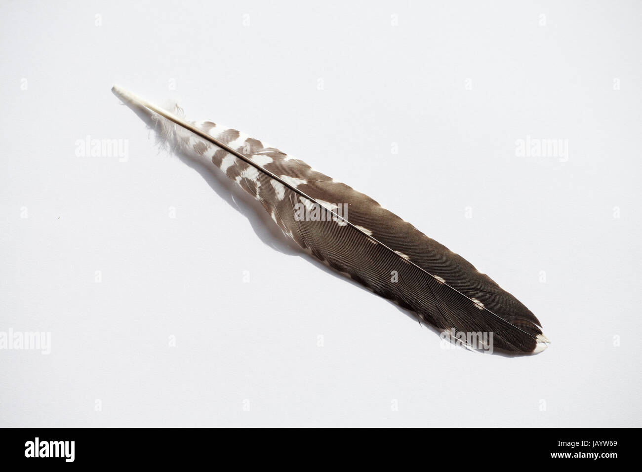 Common cuckoo Cuculus canorus tail feather Stock Photo - Alamy