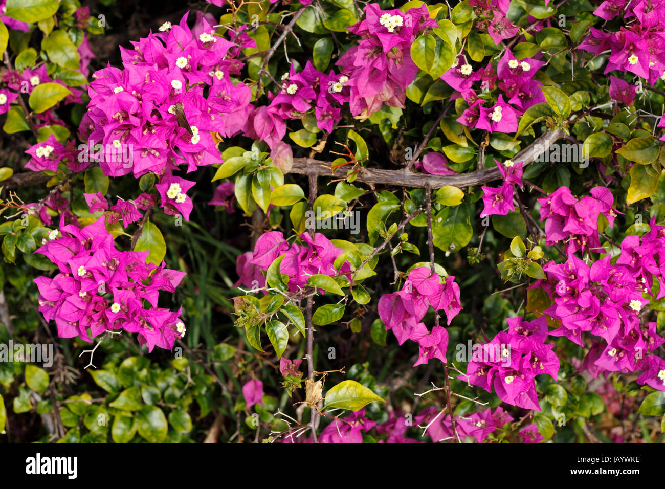 Up close branch of a beautiful, tropical purple yellow fuchsia ...
