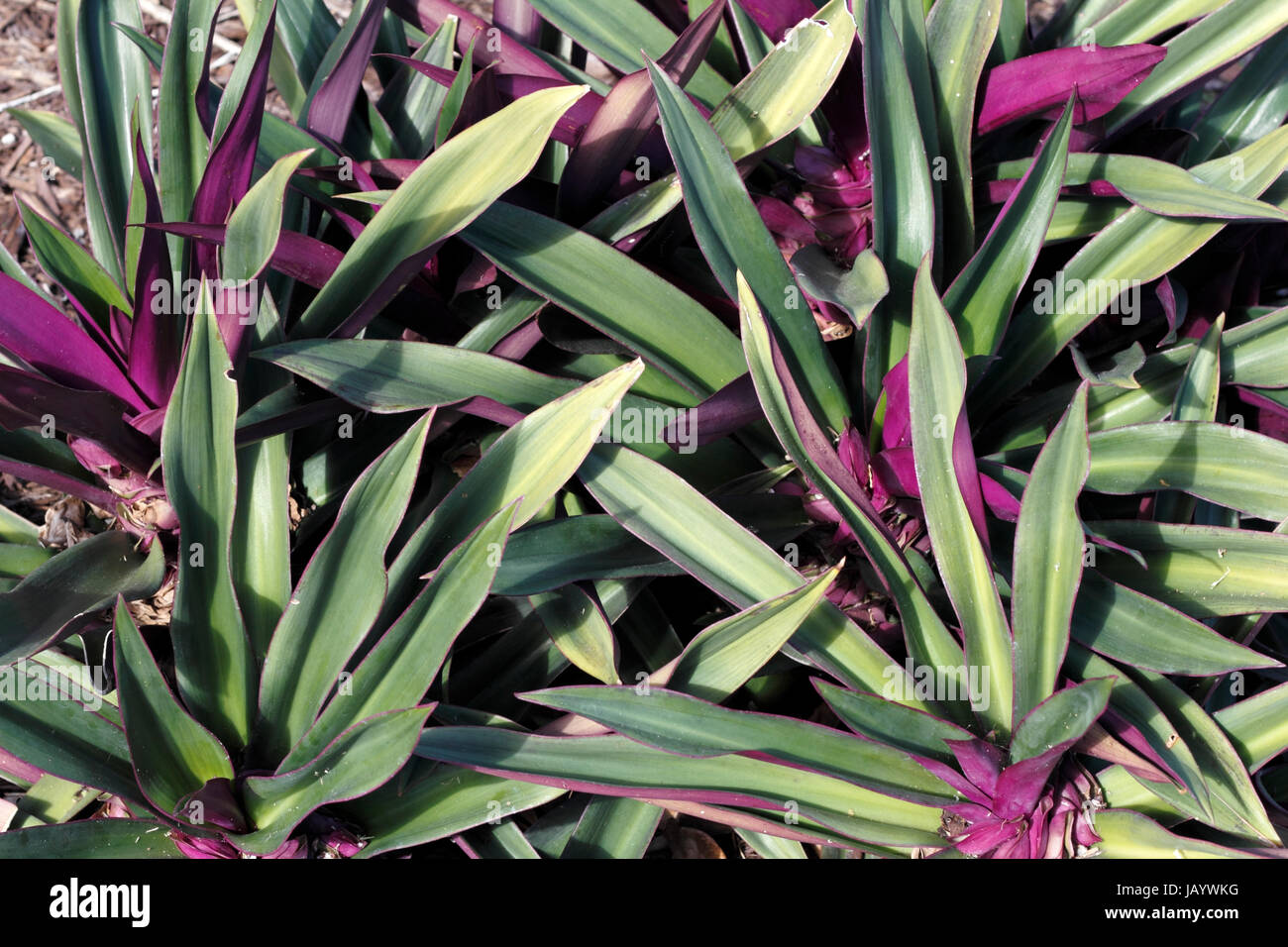 Rhoeo bermudensis hi-res stock photography and images - Alamy