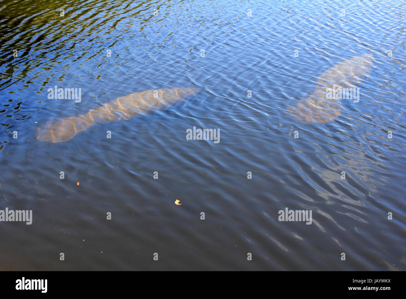 Two manatee sea creatures seen from above swimming below the water ...