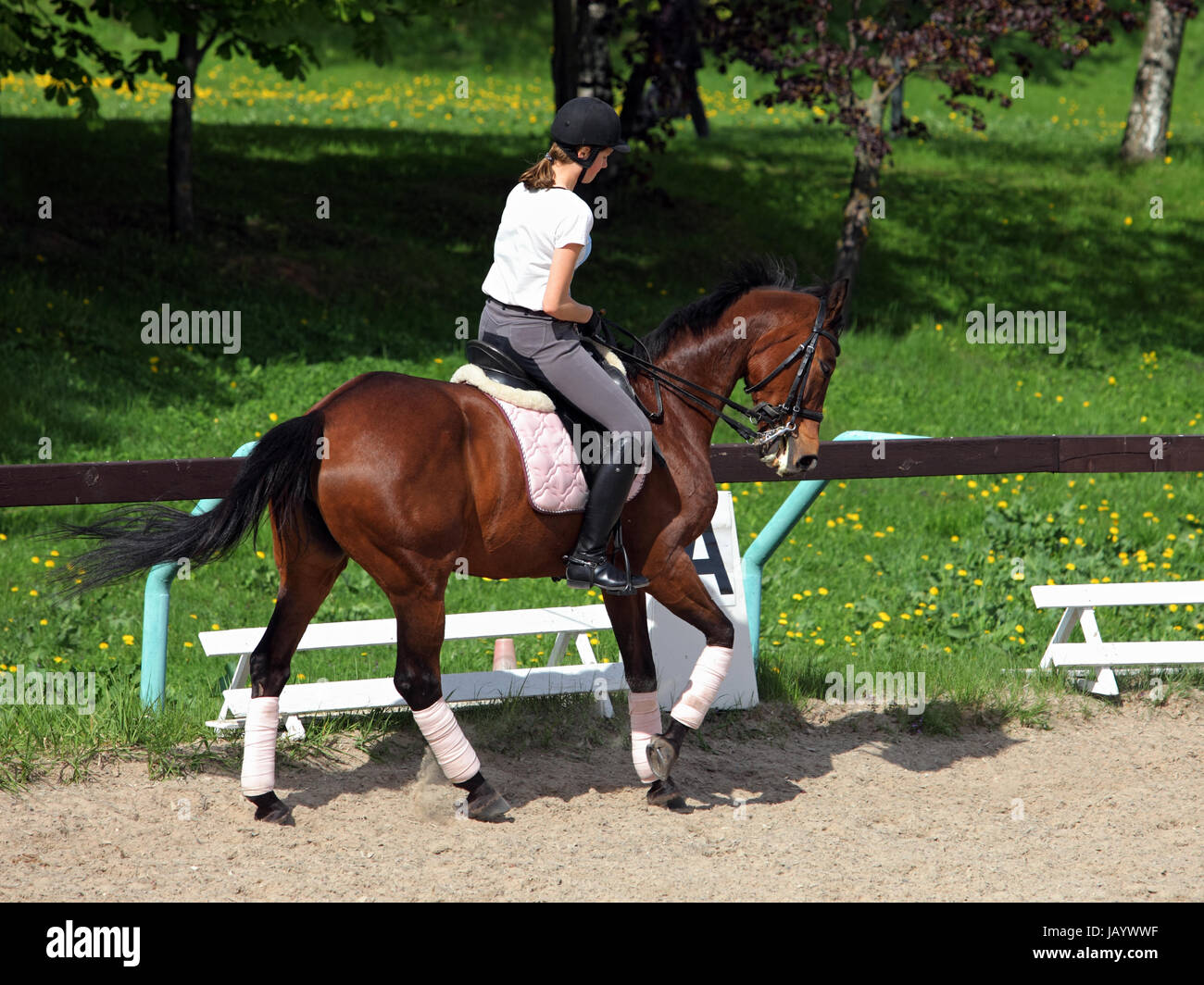Girl riding bay dressage horse hi-res stock photography and images - Alamy