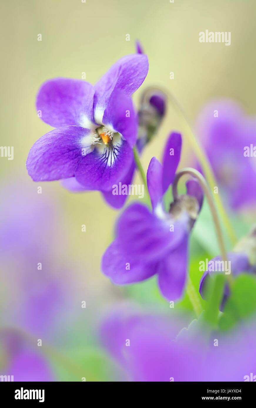 sweet violet / scent of violet Stock Photo - Alamy