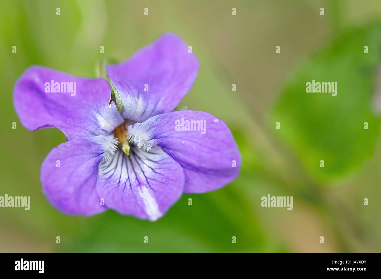 Viola odorata march violets hi-res stock photography and images - Alamy