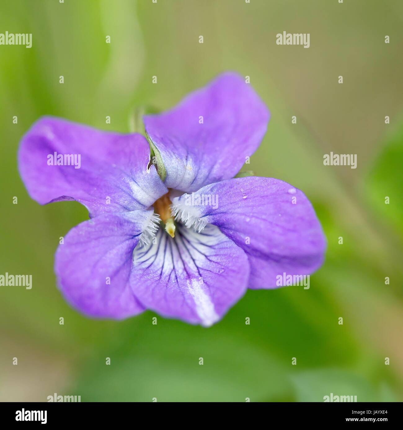 Veilchengewachse violaceae hi-res stock photography and images - Alamy
