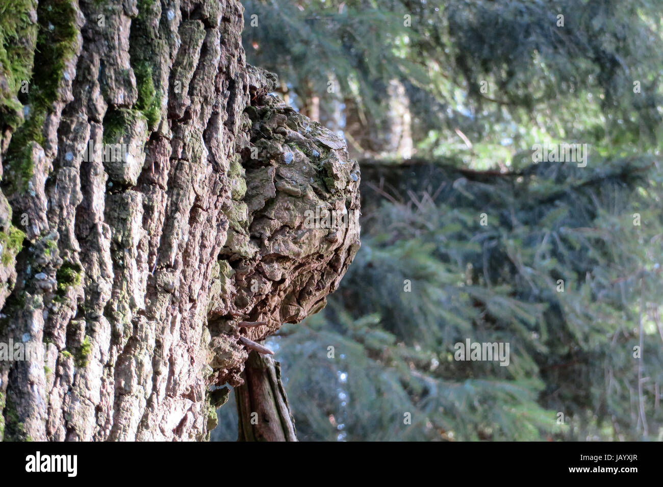 Callusbildung hi-res stock photography and images - Alamy