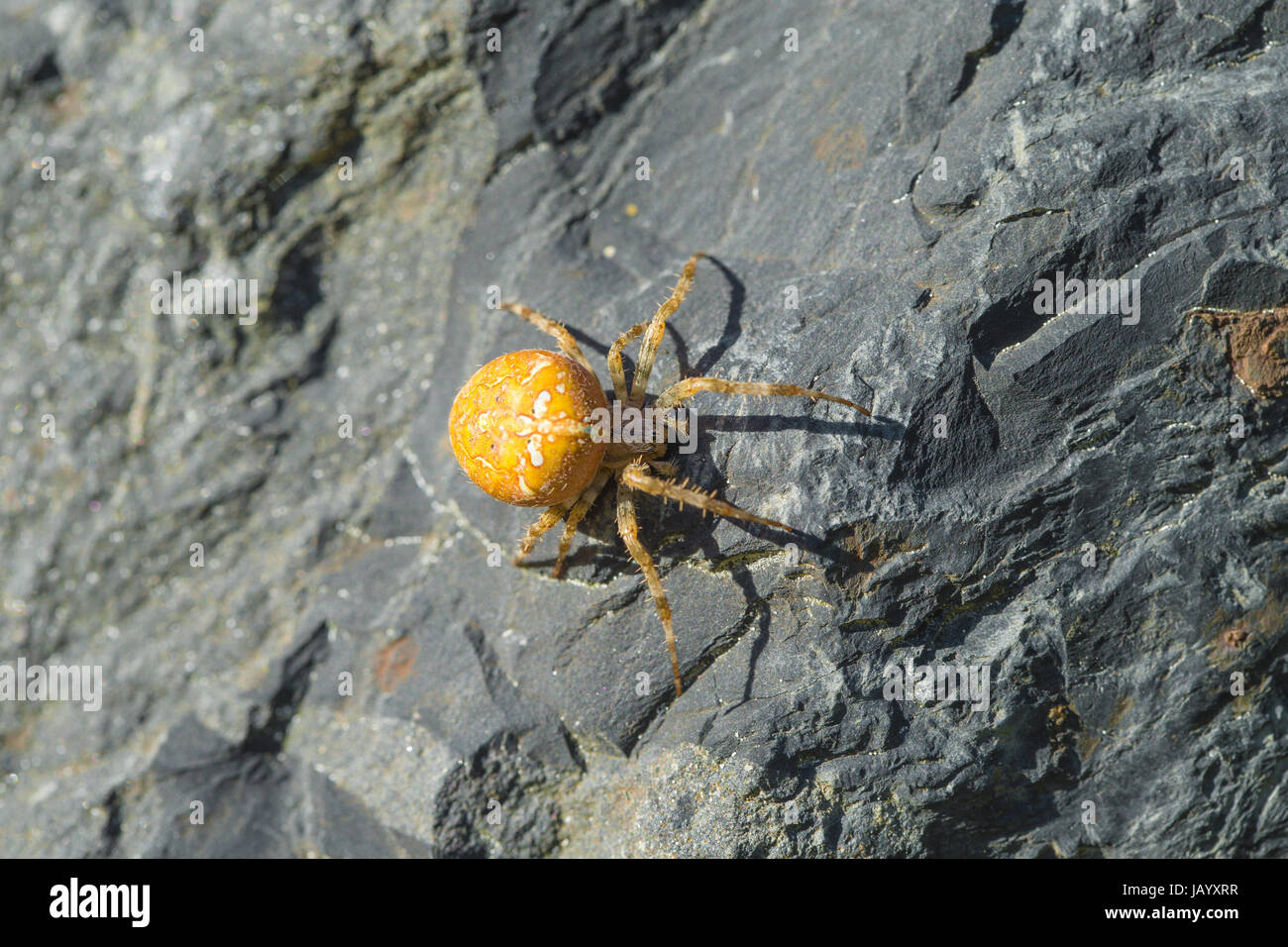 Stone spider hi-res stock photography and images - Alamy
