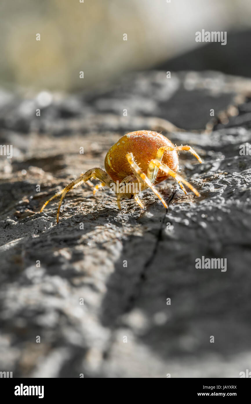 Stone spider stone hi-res stock photography and images - Alamy