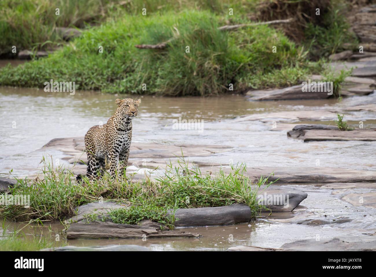Leopard at the river, Maasai Mara National Reserve, Kenya, Central east ...