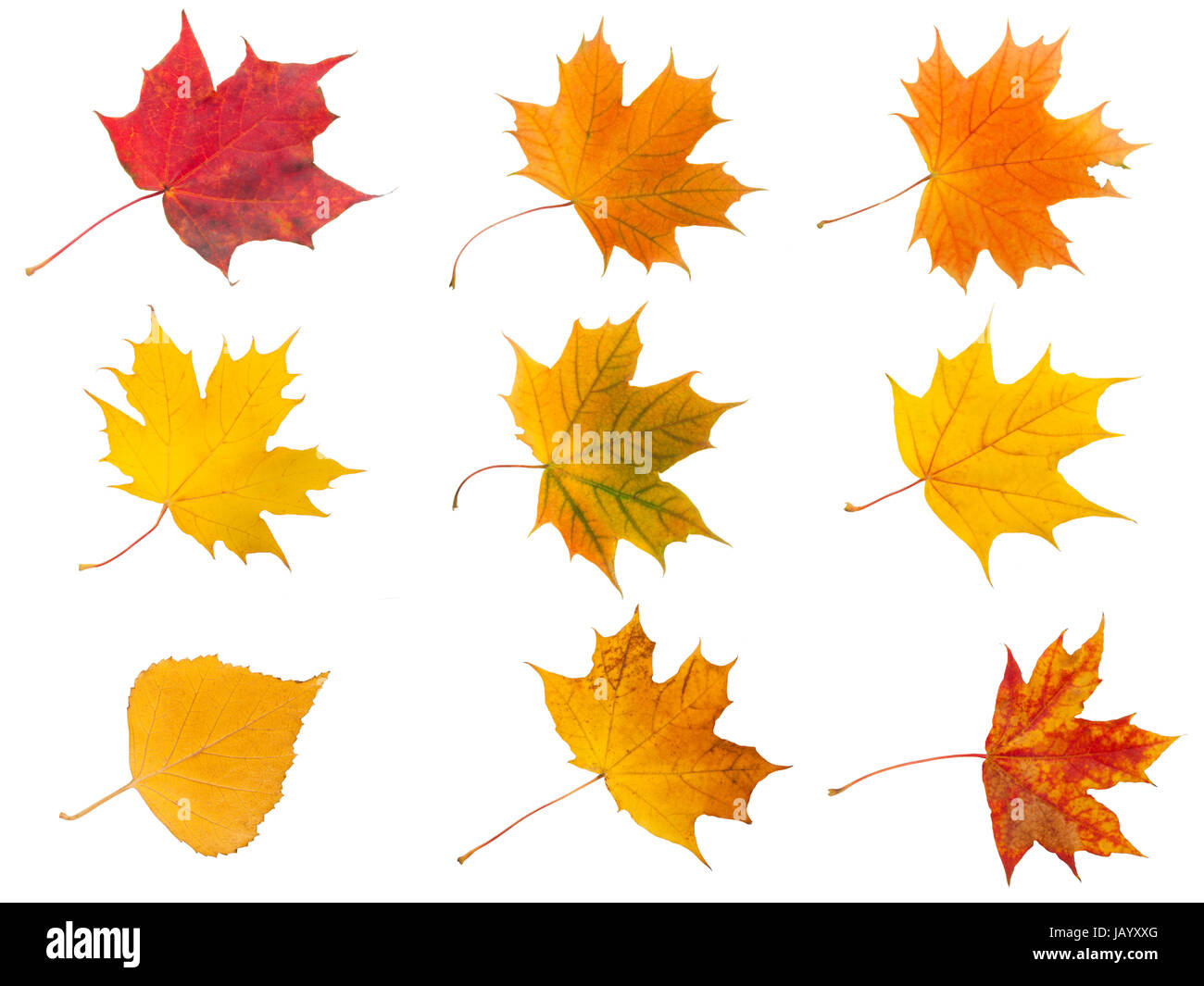 Collection of beautiful maple leaves isolated on white background Stock ...