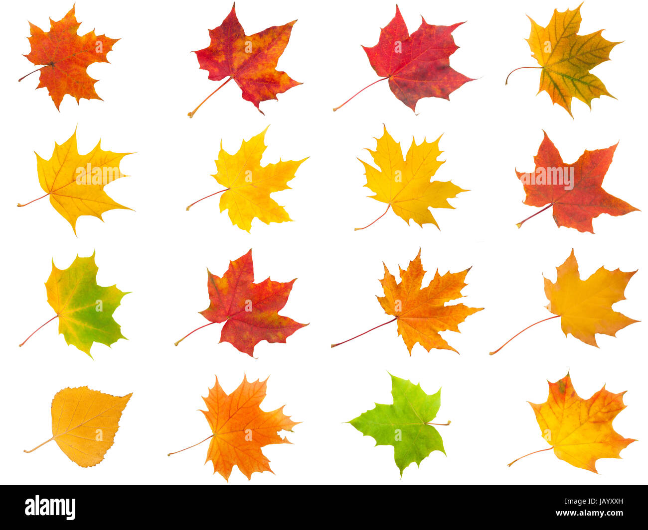 Collection of beautiful maple leaves isolated on white background Stock ...