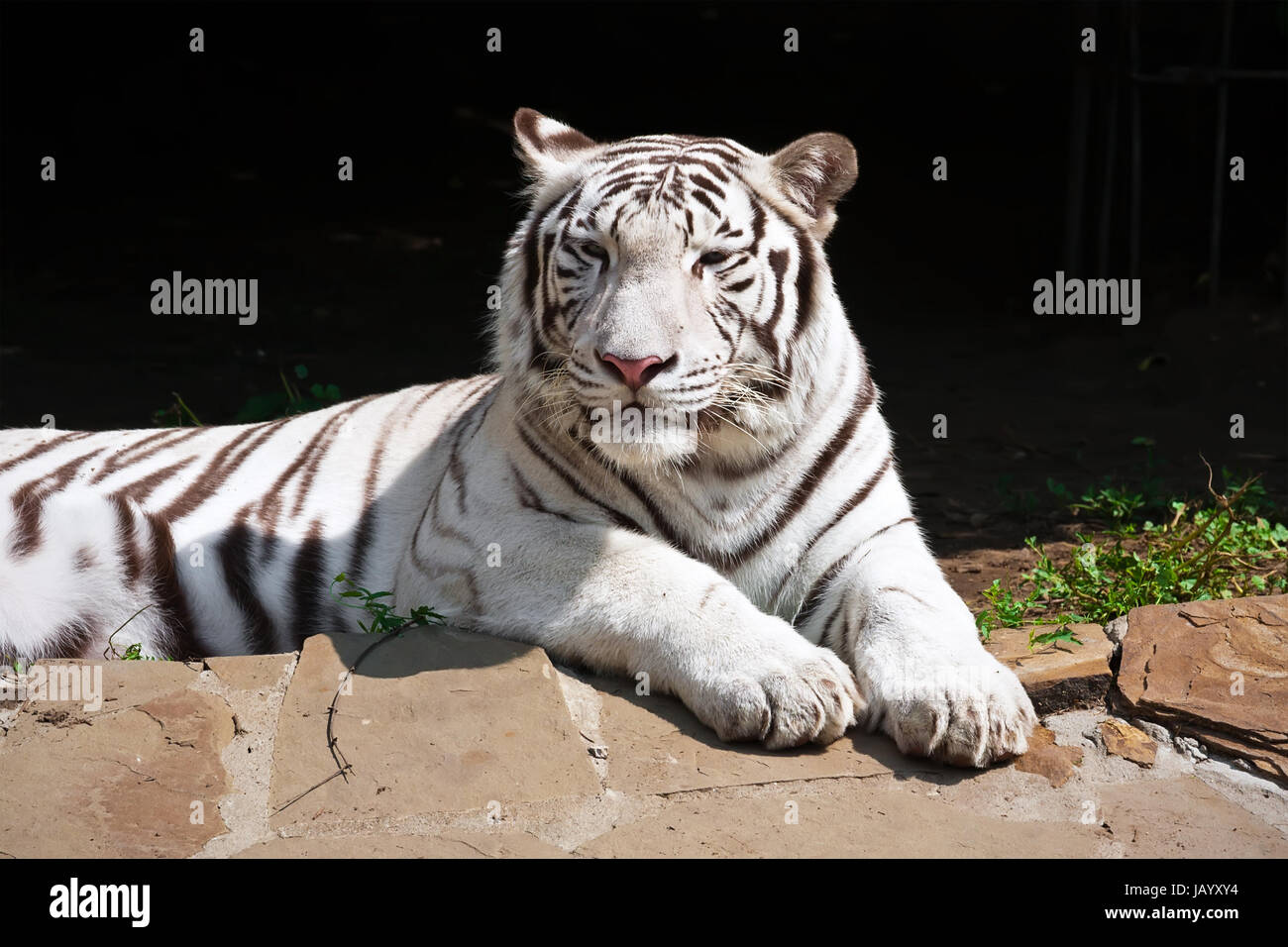 Beautiful close-up portrait of majestic White Tiger Stock Photo - Alamy