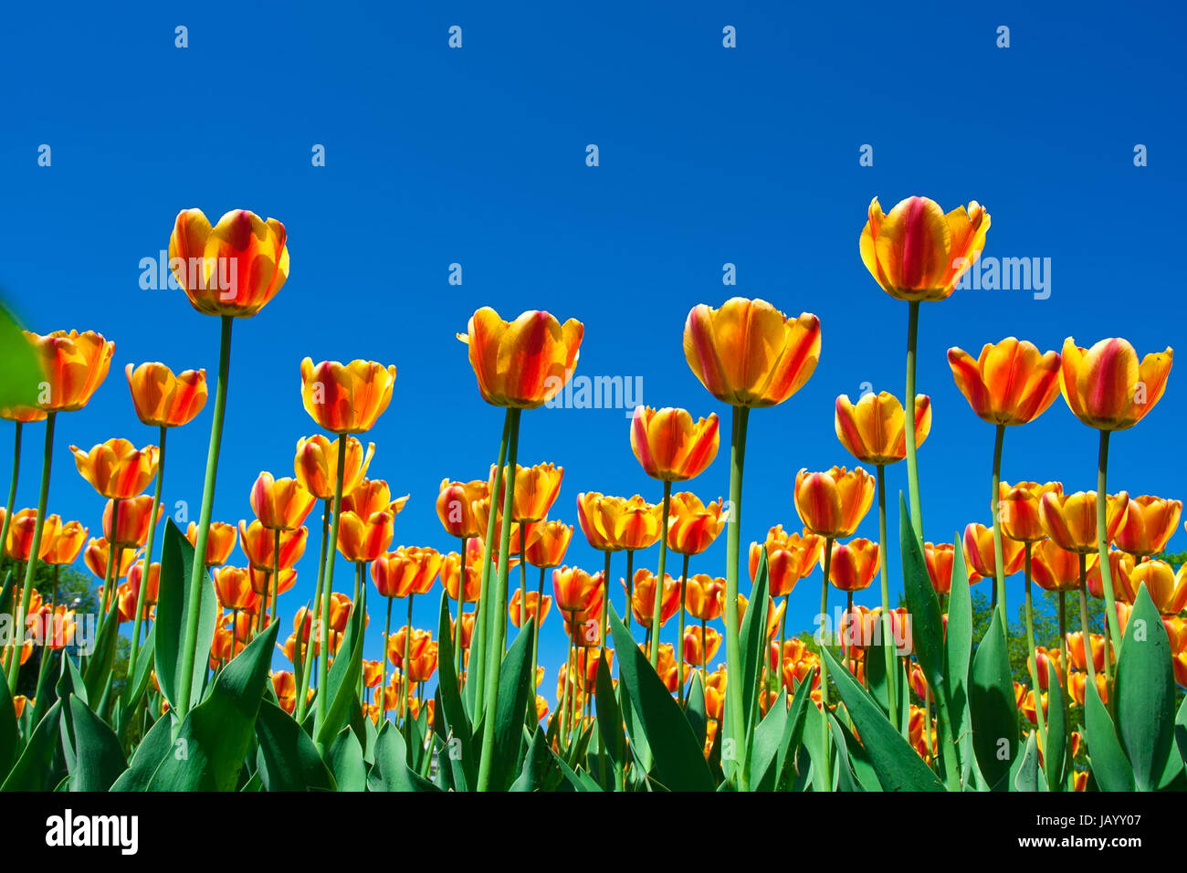 Beautiful colourful tulip flowers background in spring Stock Photo - Alamy
