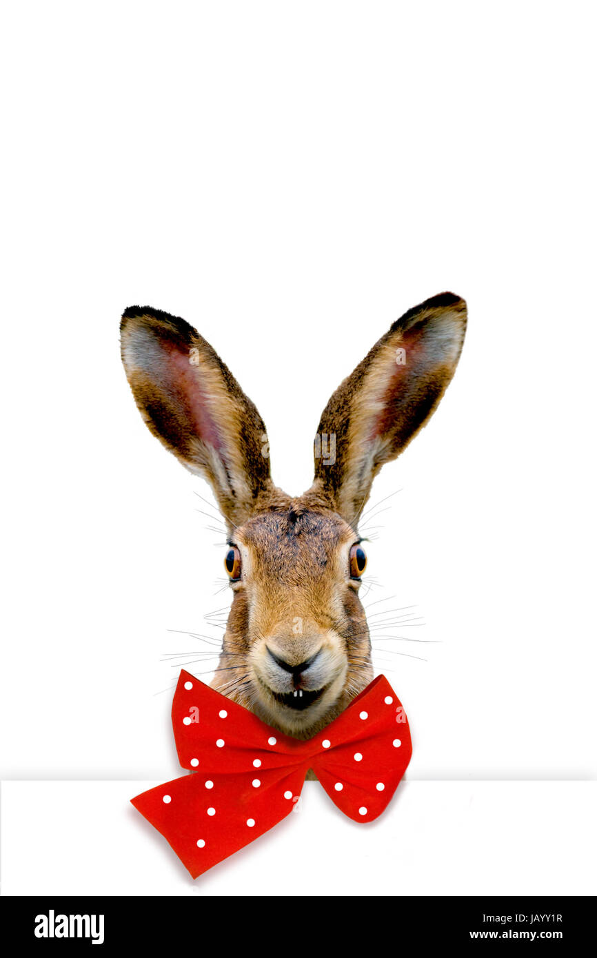 Laughing rabbits hi-res stock photography and images - Alamy