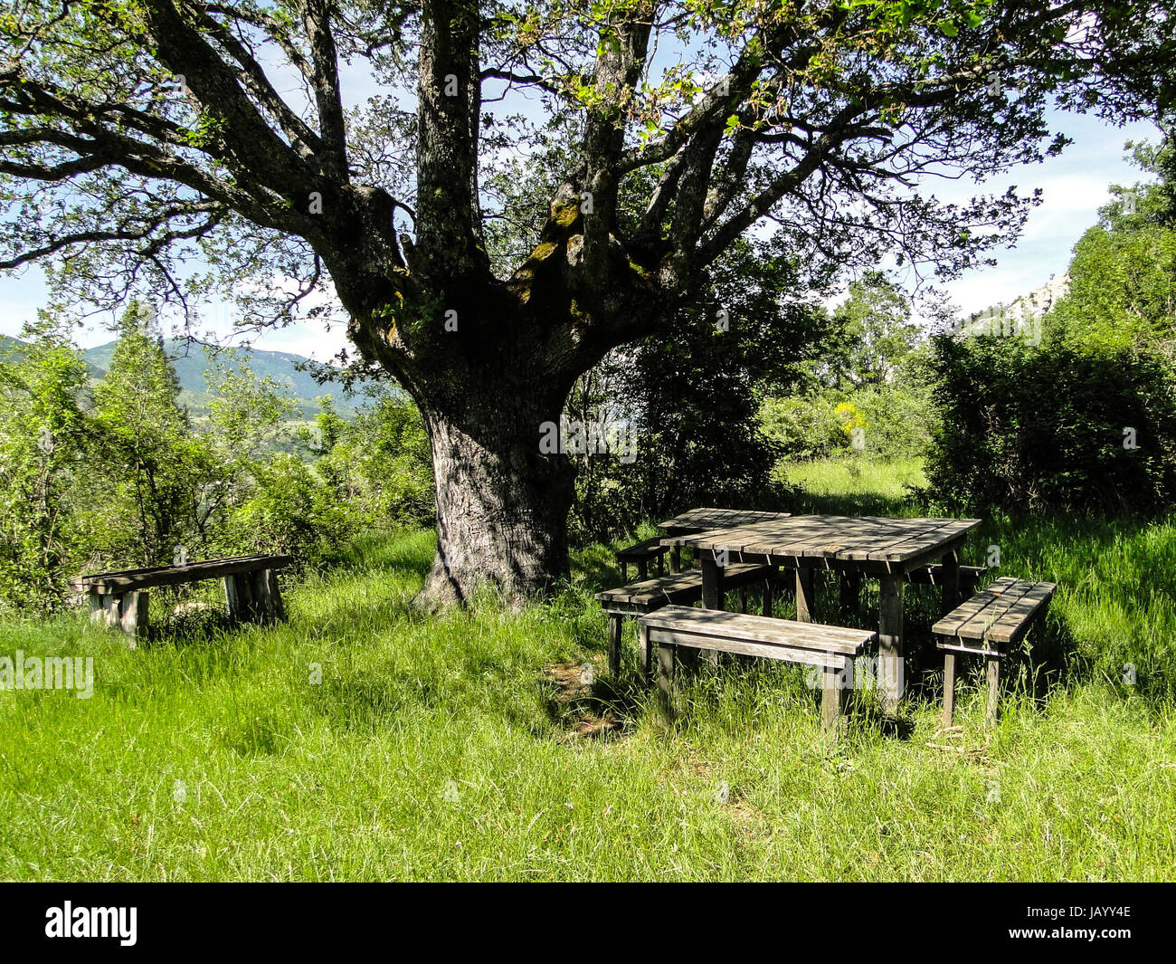Wooden picnic table under tree hi-res stock photography and images - Alamy