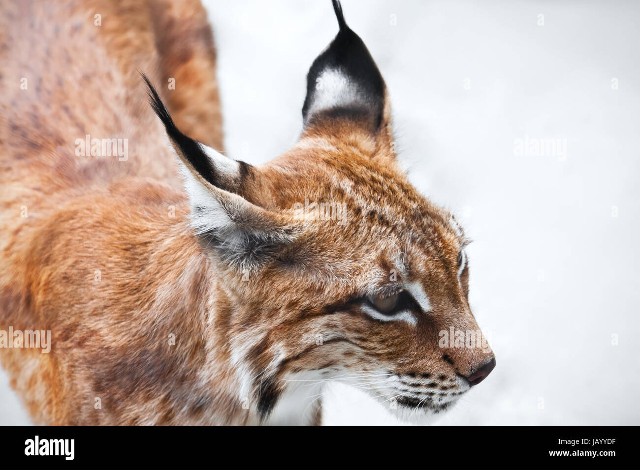 Beautiful photo of graceful big cat Lynx Stock Photo - Alamy