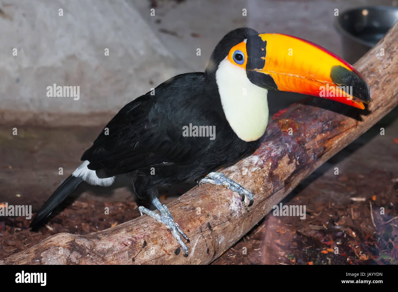 Cute exotic toucan with huge beak sitting on small stick Stock Photo ...