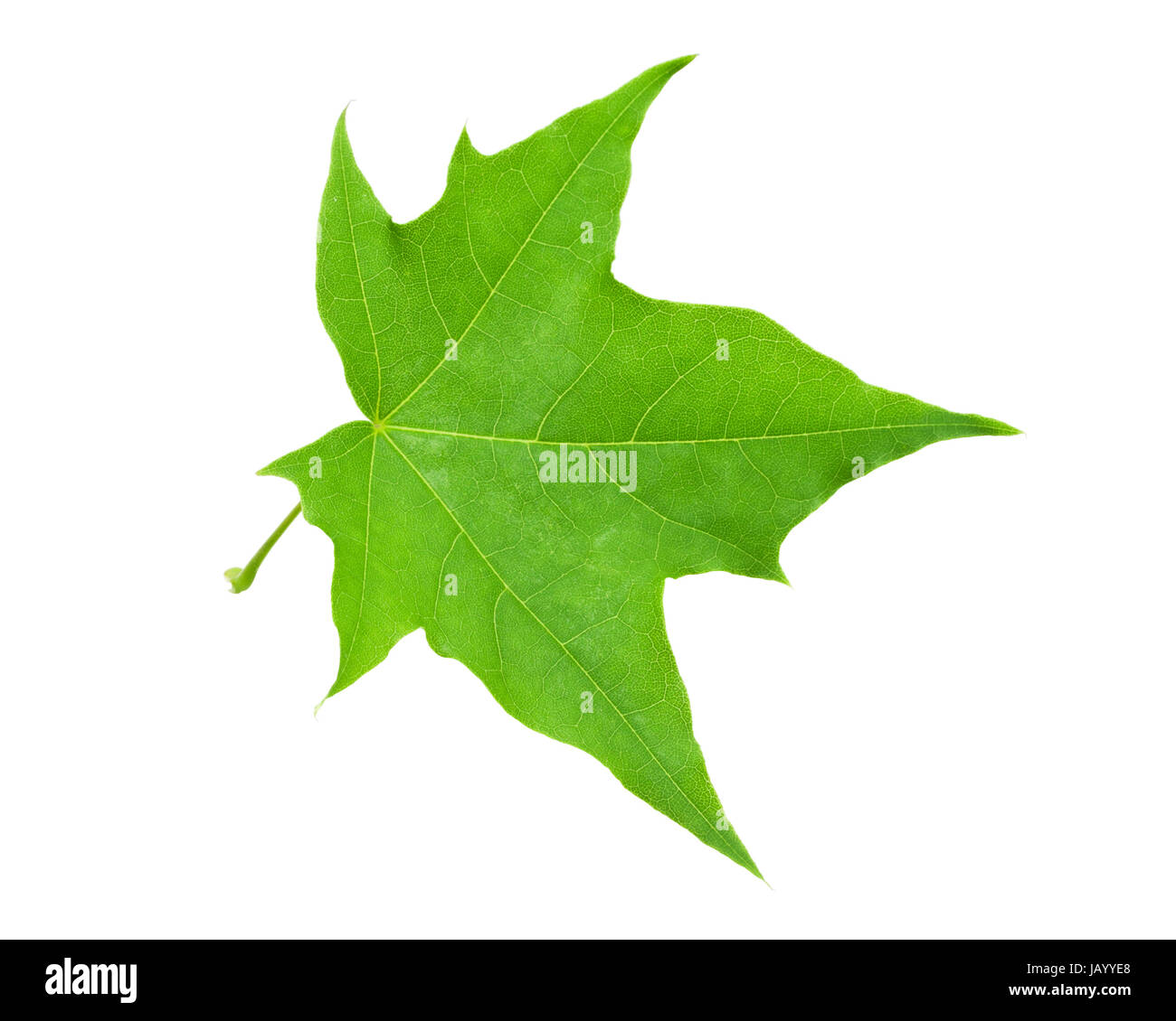 Beautiful macro photo of maple leaf, isolated on white background Stock ...