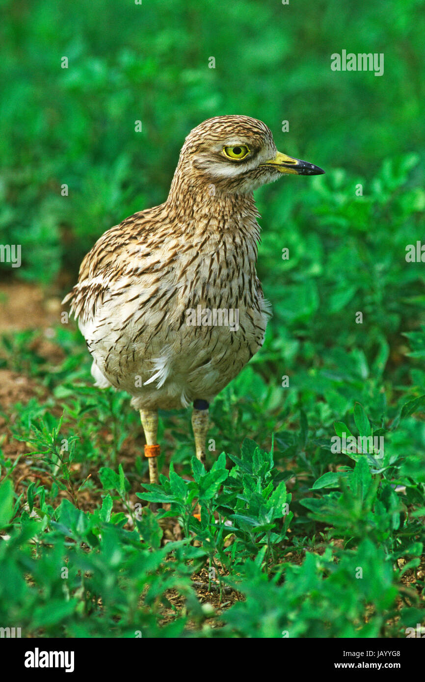 Stone-curlew Burhinus oedicnemus ringed individual near a nest site ...