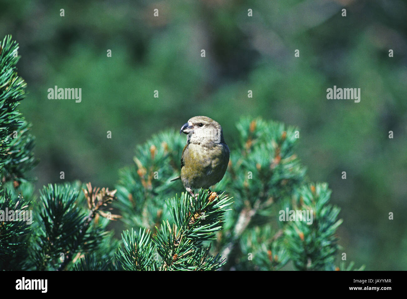 Crossbill scottish hi-res stock photography and images - Alamy