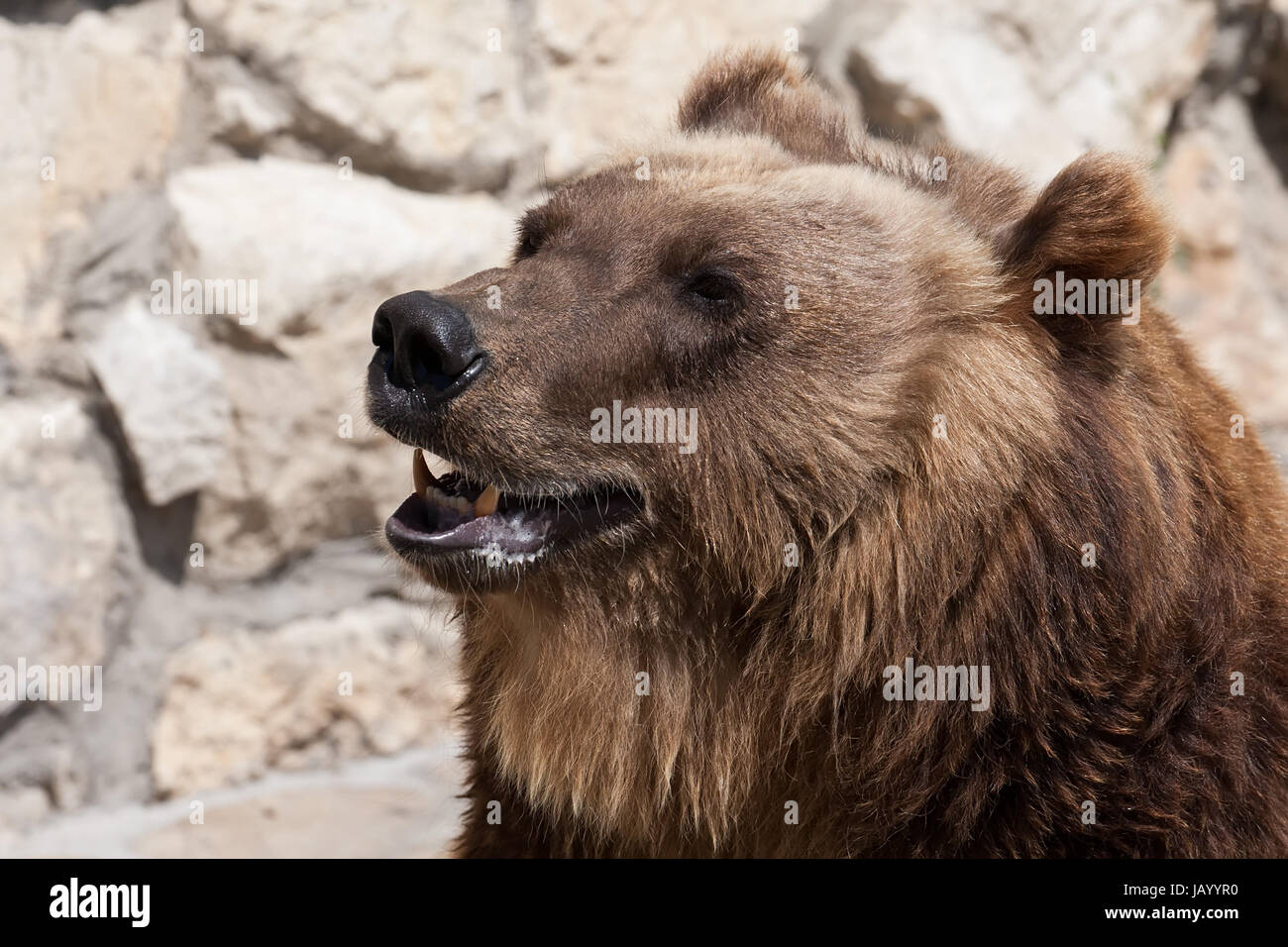 Beautiful photo of big and strong brown Bear in zoo Stock Photo - Alamy