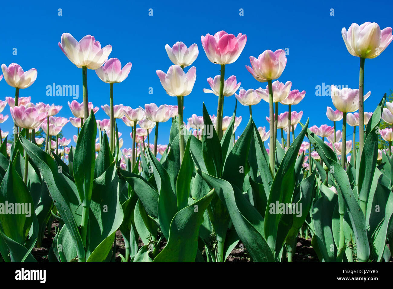 Beautiful colourful tulip flowers background in spring Stock Photo - Alamy