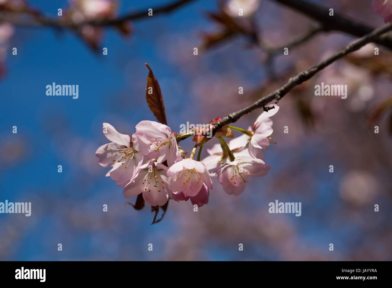 Beautiful pink flowers of Cherry blossom or Japanese Sakura in spring ...