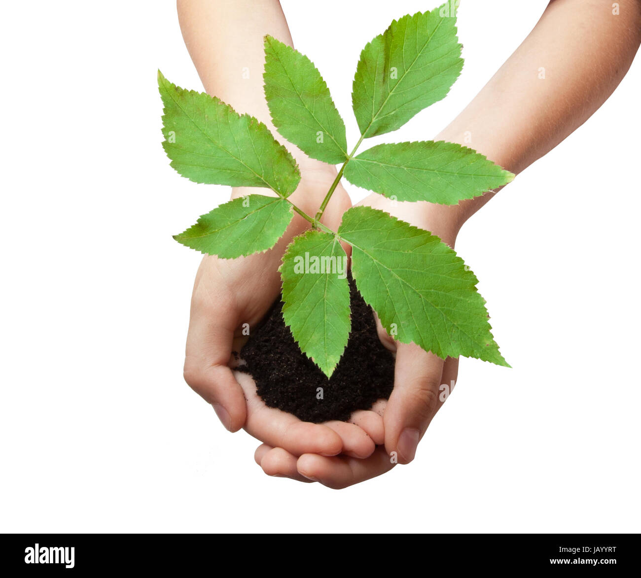 Hands holding small young tree isolated on white background Stock Photo ...