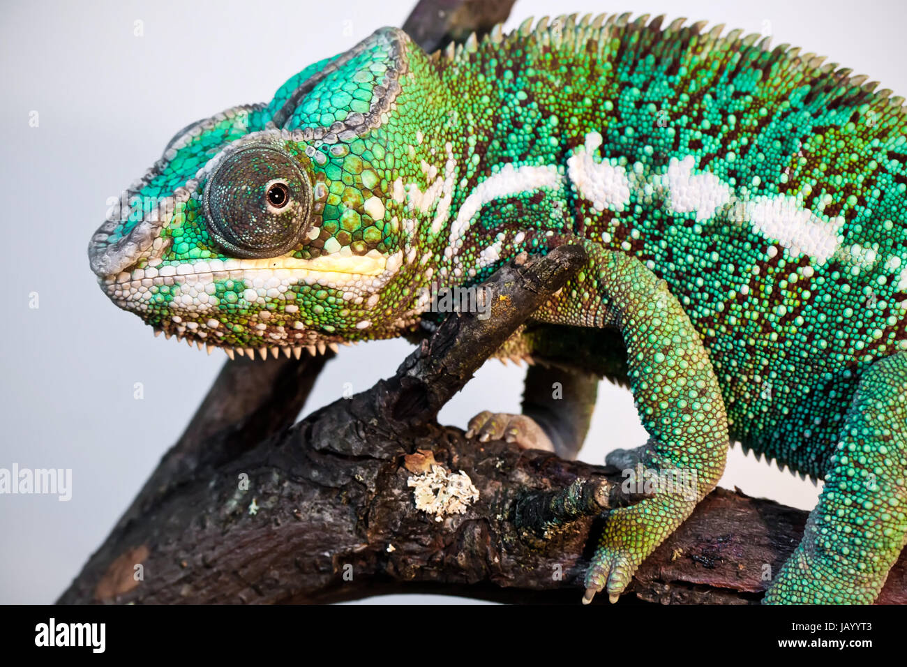 Beautiful close up photo of lizard Panther chameleon Stock Photo - Alamy