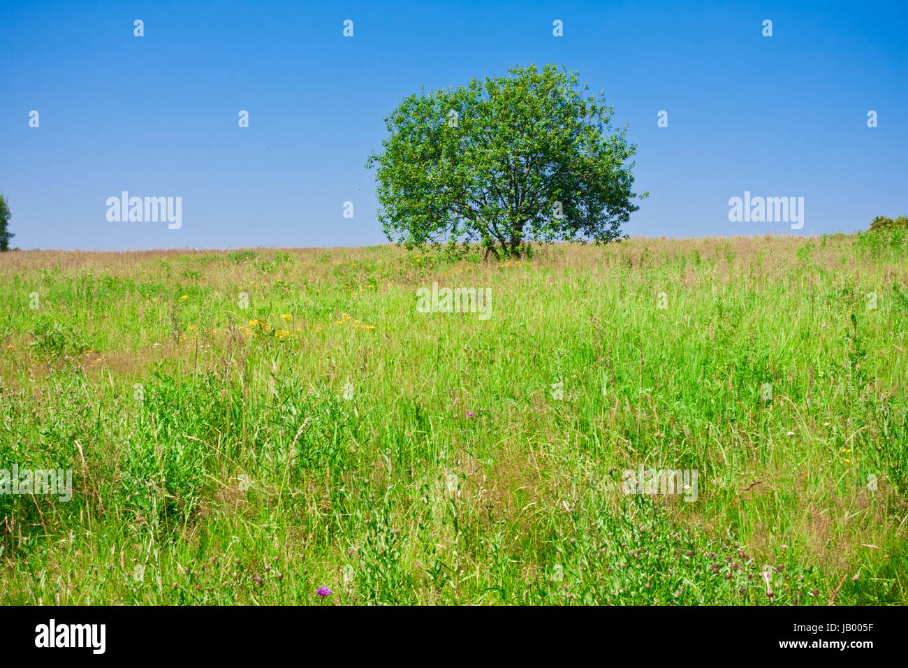 Beautiful photo of single tree in green field Stock Photo - Alamy