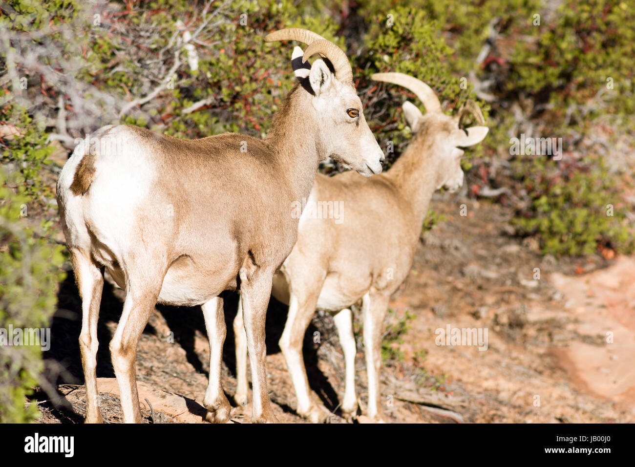 A mountain goat pairforages for food around the mountainside Stock ...