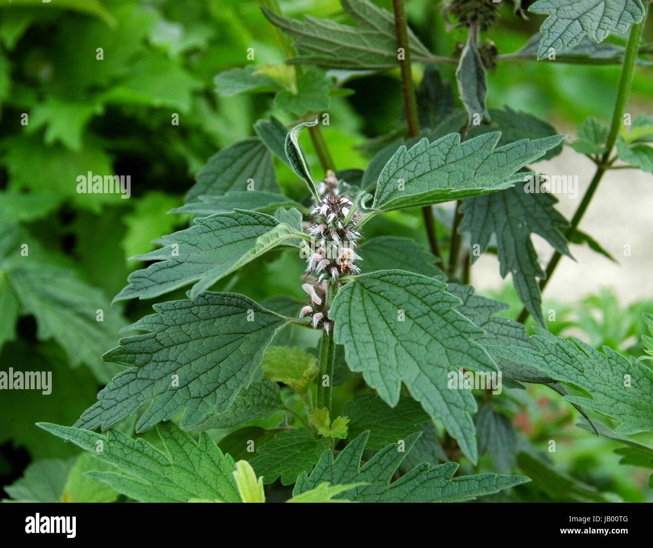 Cordiace hi-res stock photography and images - Alamy