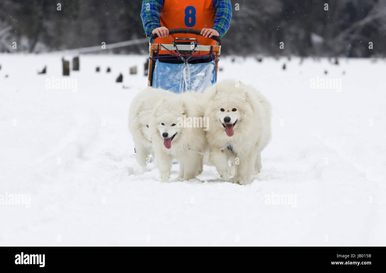 Samoyed team hi-res stock photography and images - Alamy