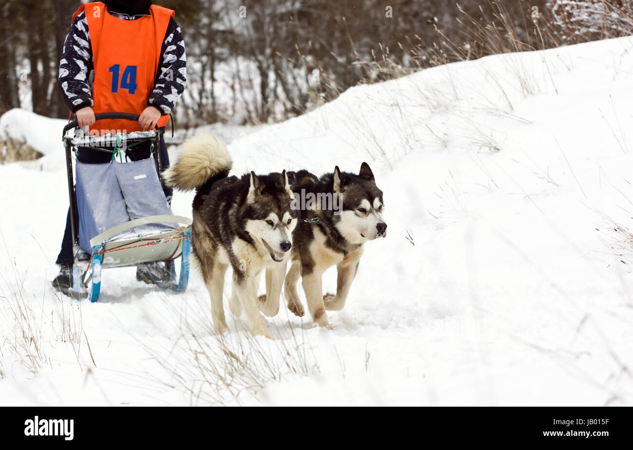 Sled dog race alaskan malamute Stock Photo - Alamy