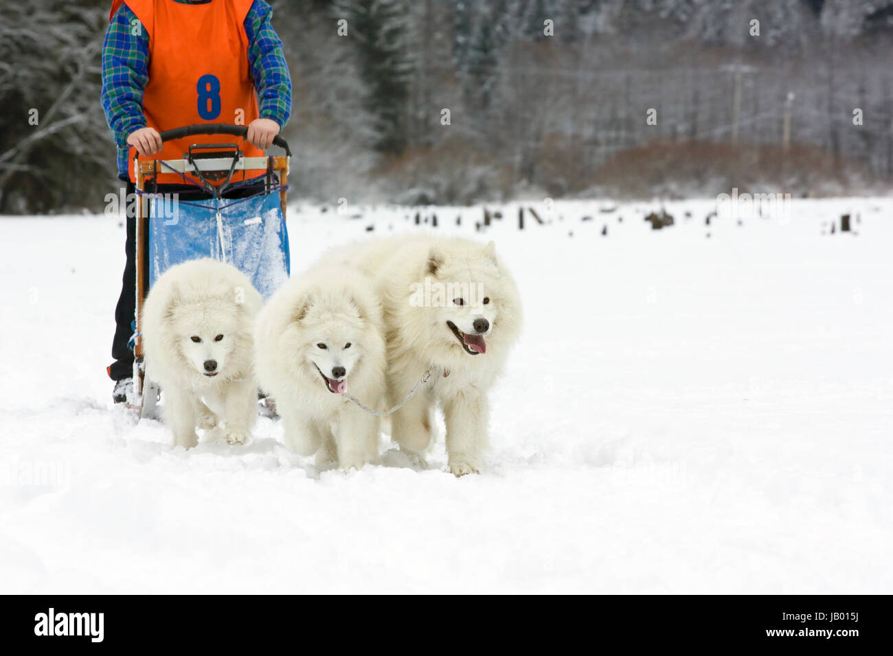 Samoyed team hi-res stock photography and images - Alamy