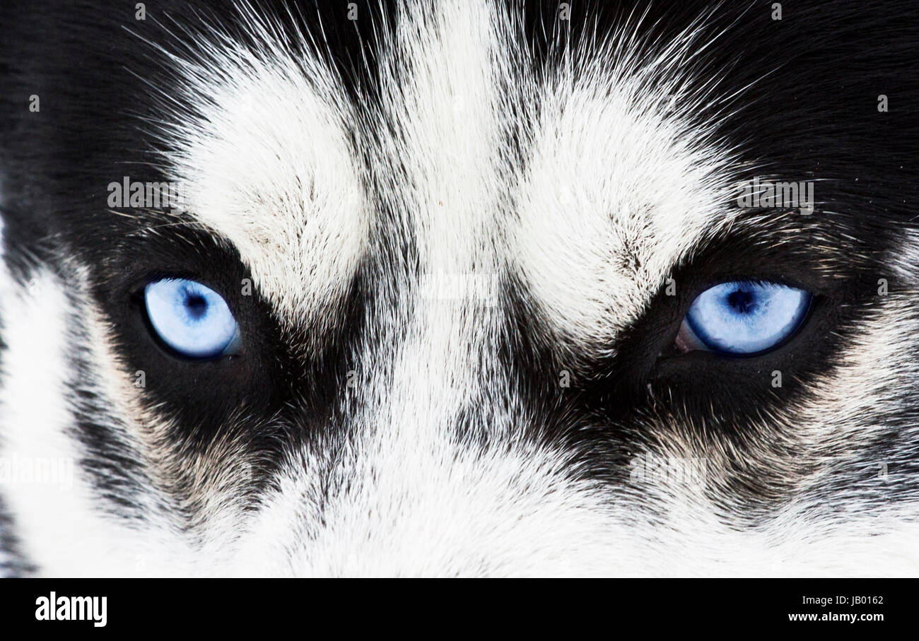 Blue Werewolf Eyes