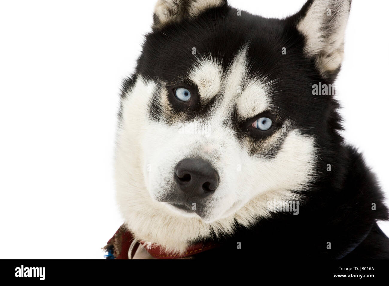Portrait of a beautiful blue eyed siberian Husky dog Stock Photo - Alamy