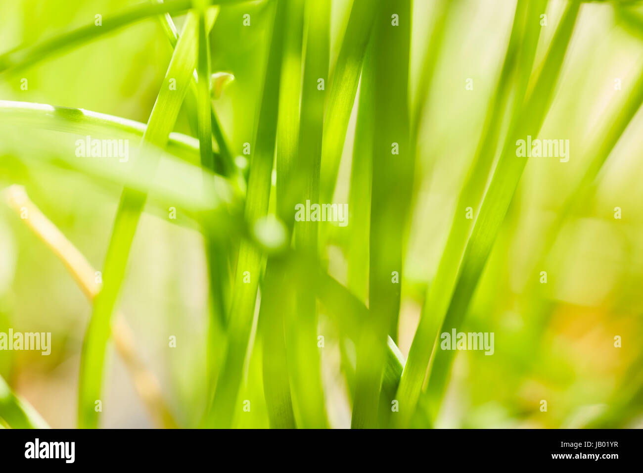 a chive plant Stock Photo - Alamy