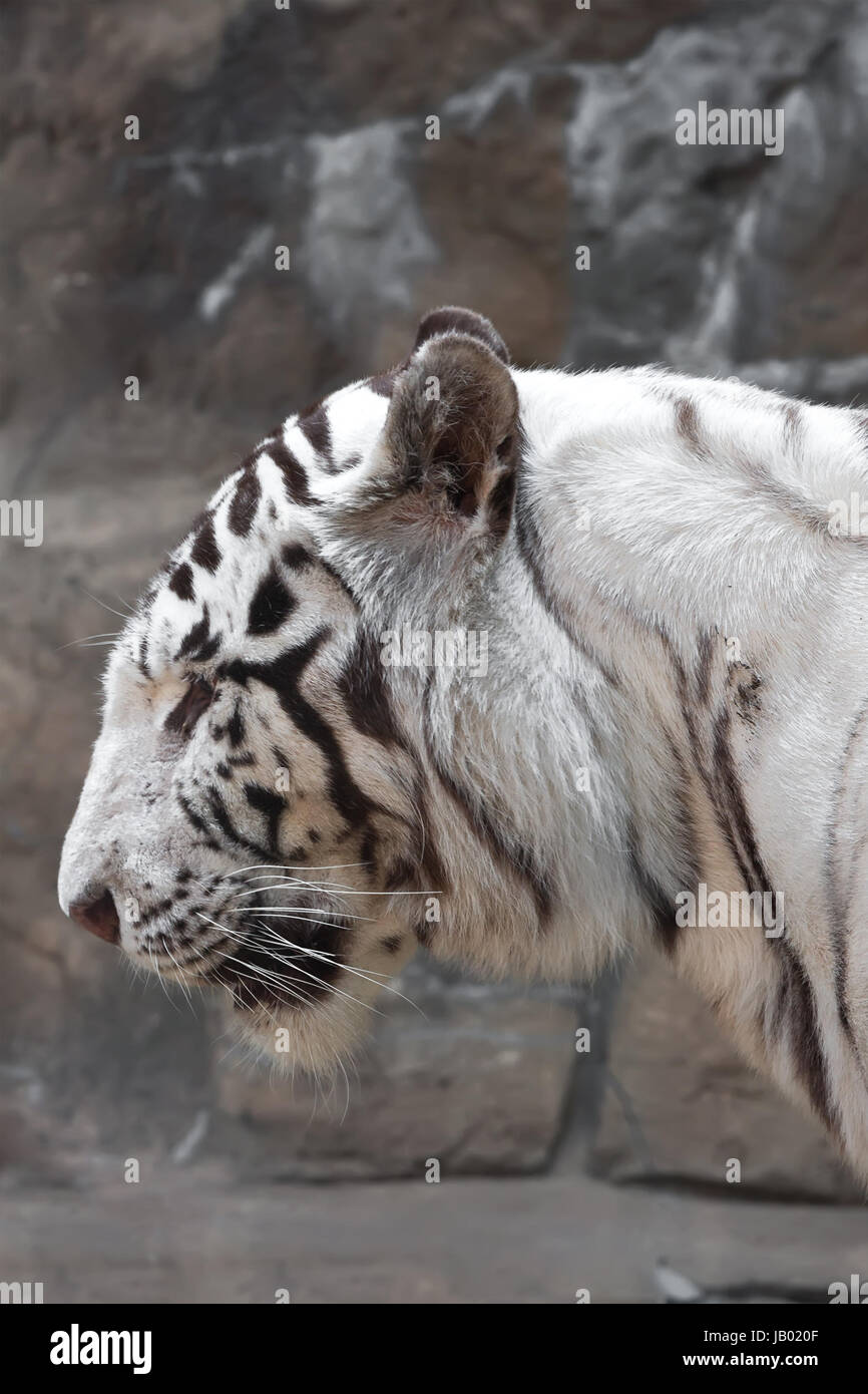 Beautiful close-up portrait of majestic White Tiger Stock Photo - Alamy