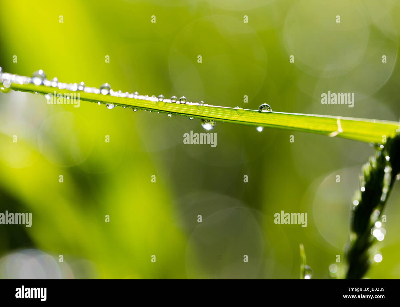 Realistic natural morning dew water drops on grass leaf in golden hour ...