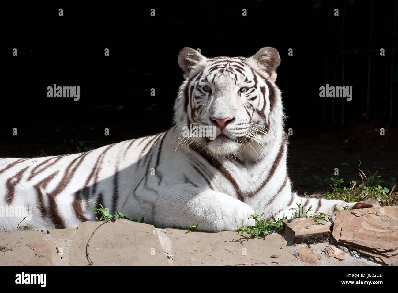 Beautiful close-up portrait of majestic White Tiger Stock Photo - Alamy