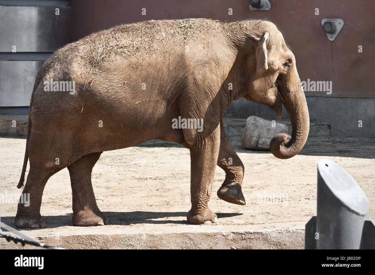Beautiful photo of huge gray elephant walking in zoo Stock Photo - Alamy