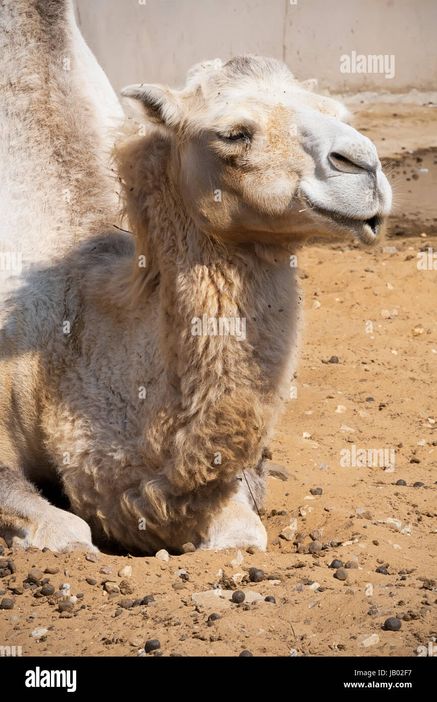 Nice close up photo of big camel Stock Photo - Alamy