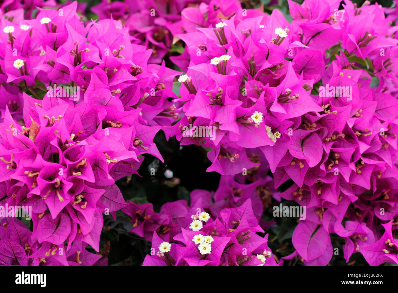 Close-up backdrop of beautiful bright fuchsia bougainvillea shrub ...