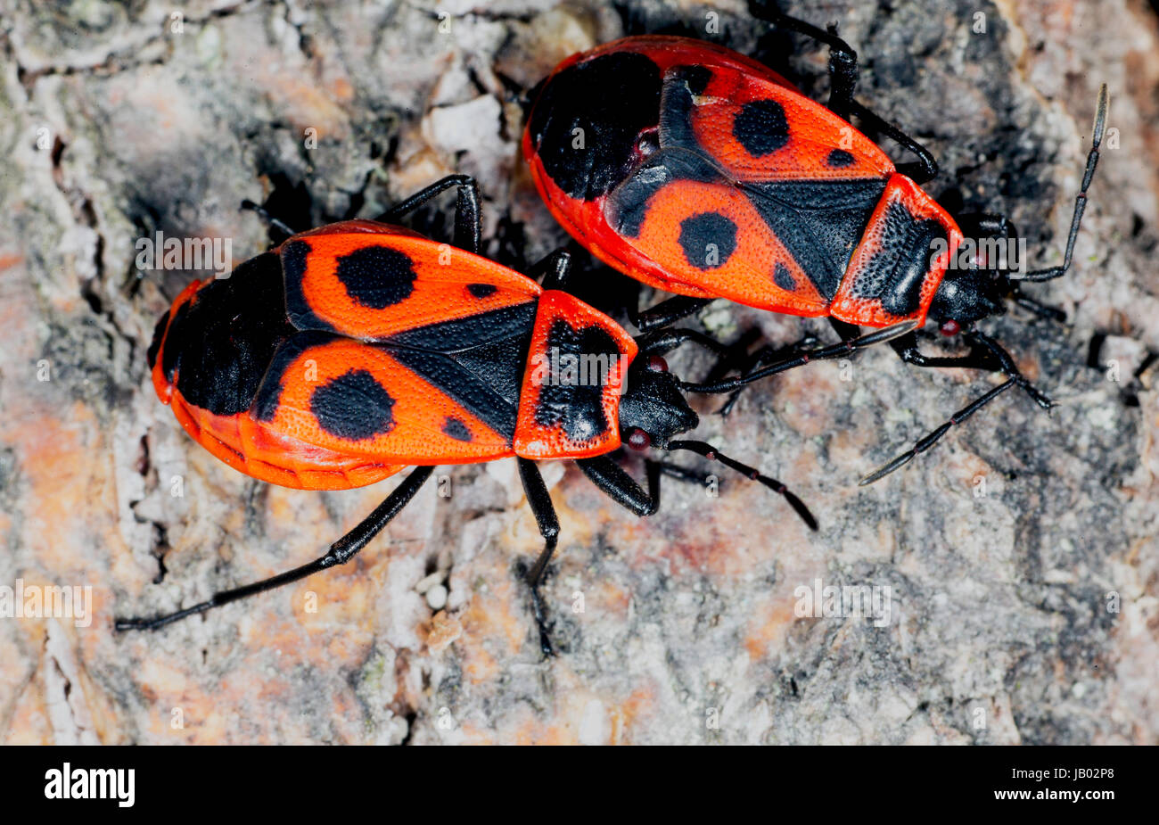 Bright colored bugs, red and black Stock Photo - Alamy